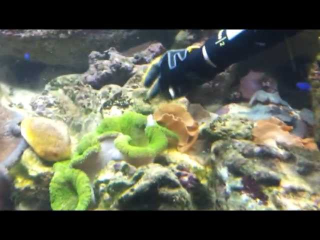 Кормление ёжиков и других живых организмов