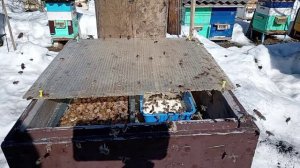 Установил Поилки и Кормушки на пасеке (20.03.2024 г.)