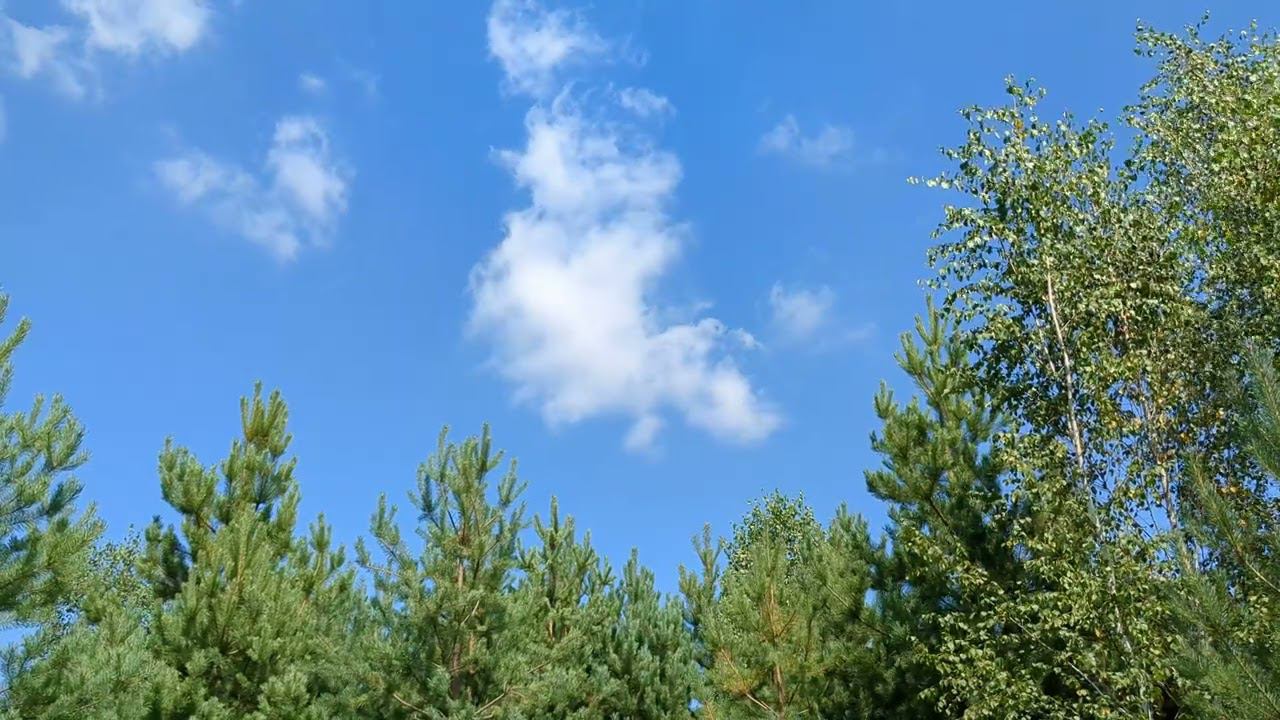Туча
