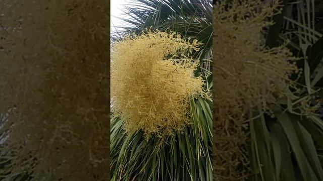 Цветущая юкка