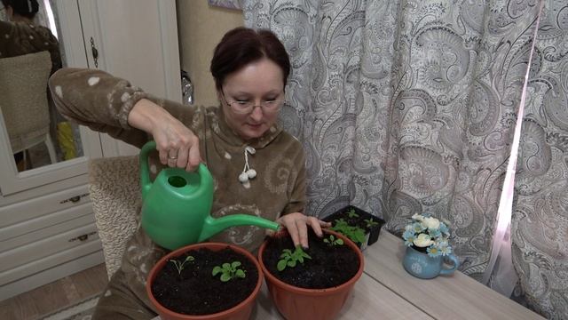 Пикирую сельдерей черешковый в ячейки и петуньи в кашпо. Середина марта. 2023 год.