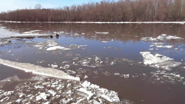 зацвела верба