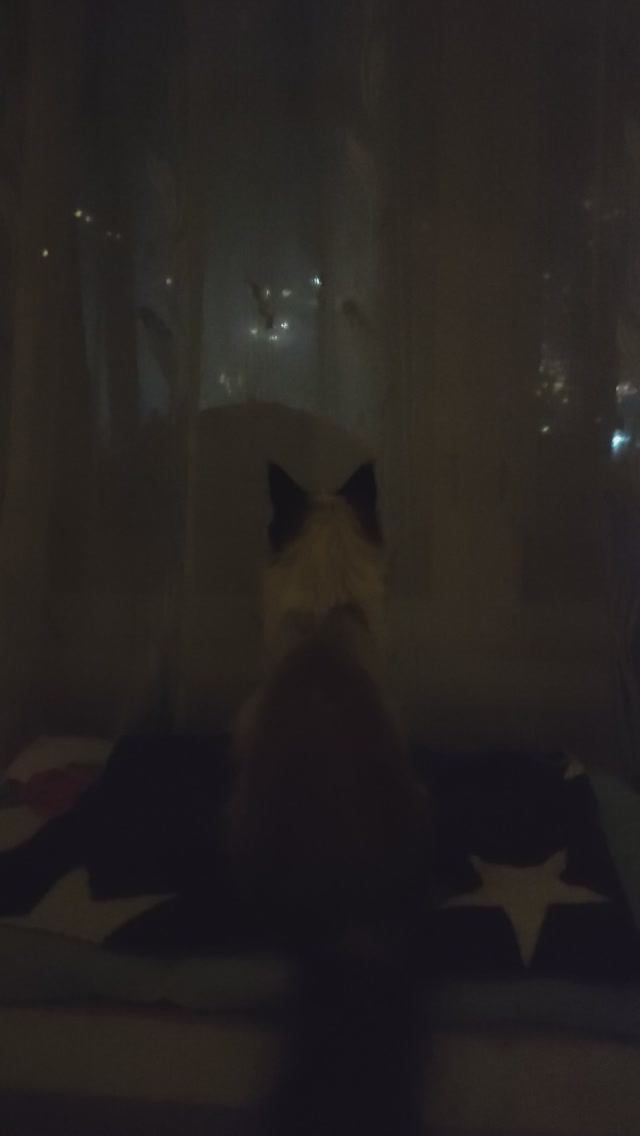 Кошки смотрят новогодний салют