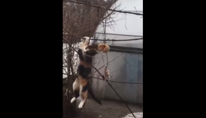 Кошка и сало