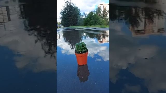 Редкий суккулент, крассула Пирамидалис