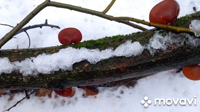 ❗ГРИБНОЙ СЕЗОН 2022 ГОДА ? ДЕКАБРЬ❗