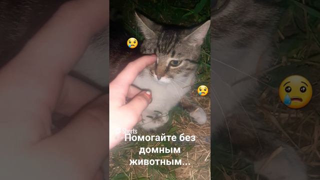Помогайте без домным животным...