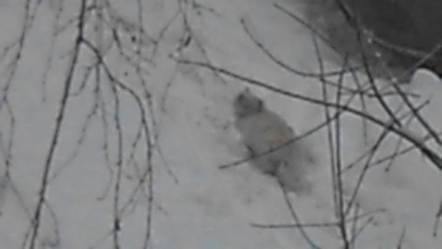 Белая кошка на белом снегу 54564654 DSCN5124