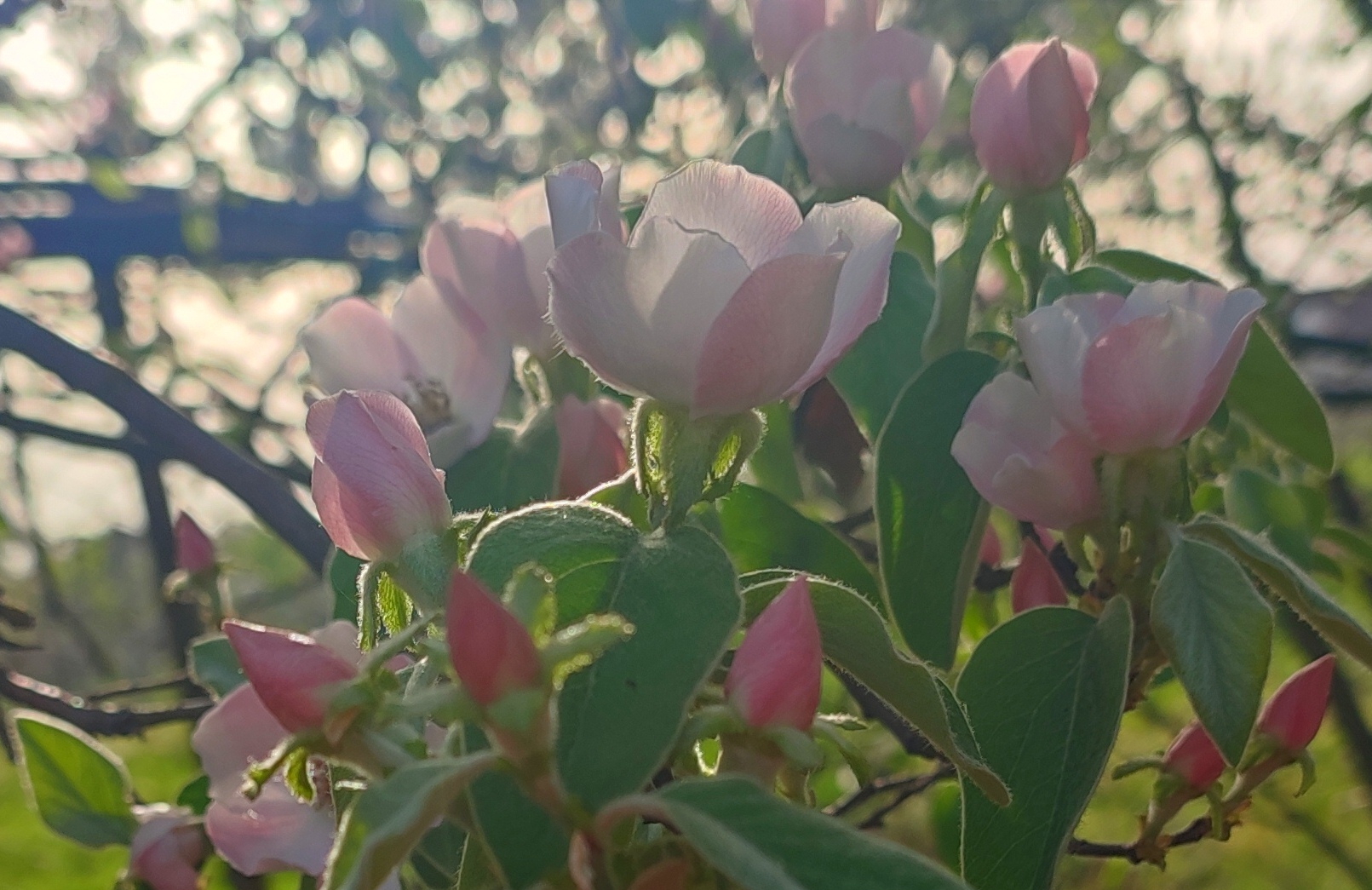 Изысканный релакс!! Розовое  чудо-цветение айвы !