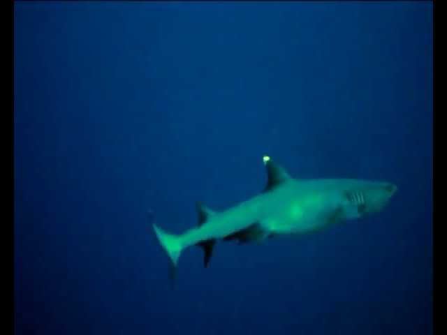 Sharks in Maldives