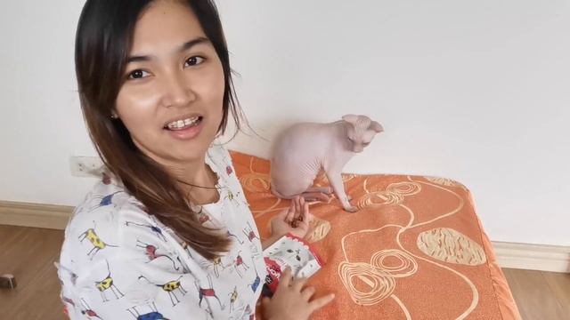 Cat 101: Sphynx Hairless Cat (Philippines) – смотреть онлайн видео от Программистки с Чувством в ...