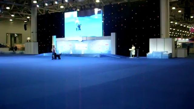 Танцы с собаками. "Евразия 2017" НТМ. Класс "Дебют". 3-е место