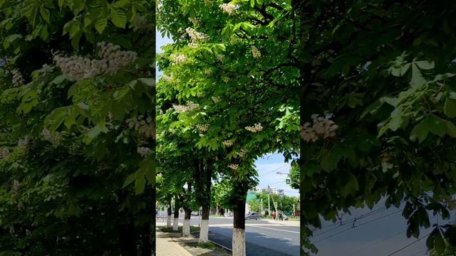 ВОТ ТАКОЙ ГОРОДСКОЙ КАШТАН ?_