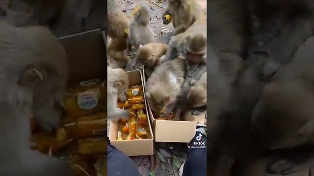 Гуманитарная помощь....