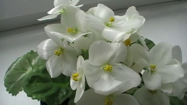 сорт фиалки _Optimara Ontario (Holtkamp)