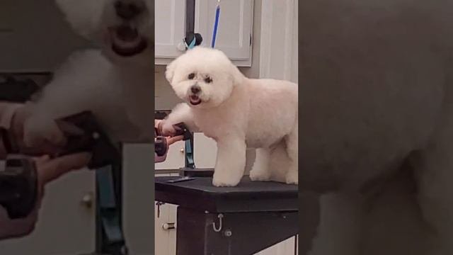 Poodle Fluffing