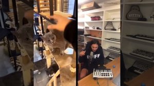 Alugalug Cat X The Kiffness (Soulful Singing Cat Live Looping Remix)