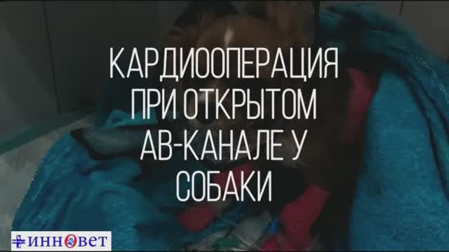 Операция по коррекции неполного открытого АВ-канала у собаки