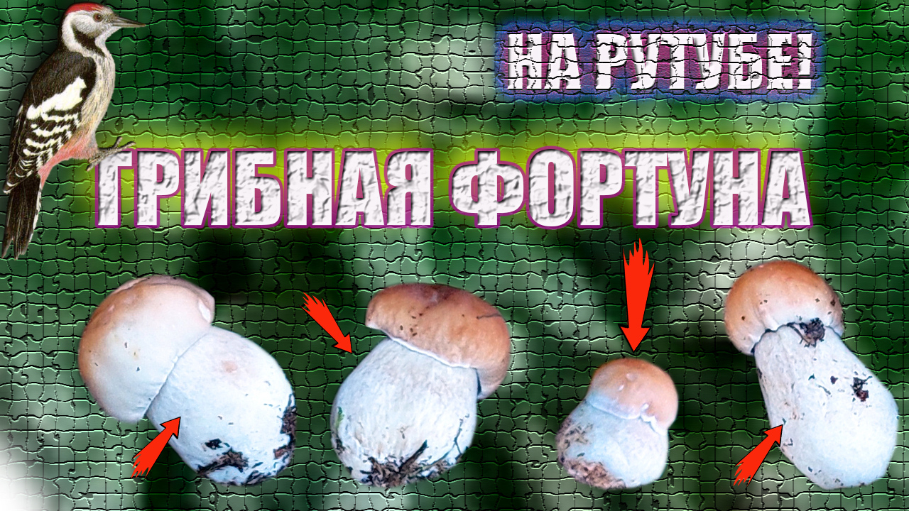 ГРИБНОЙ ЛИВЕНЬ | ПОРА БЕЛЫХ ГРИБОВ (ГРИБНИКИ В РАДОСТИ)