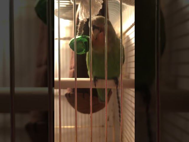 Неразлучник разговаривает