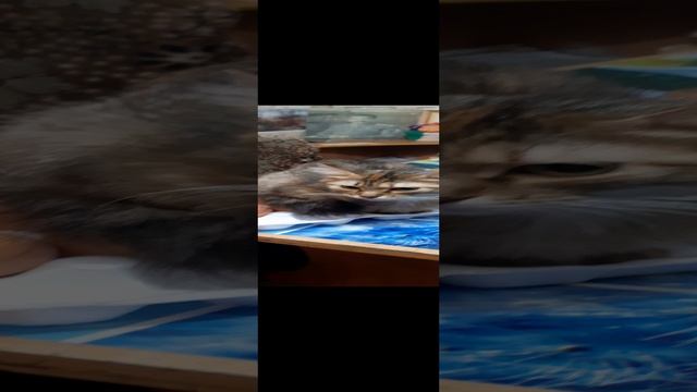 Анфиска высиживает куриные яйца...