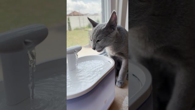 Жара? Вода спасает! 😸💧