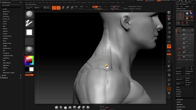 Anat-Vol 01-11  Trapezius_1-3