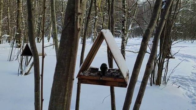 На лыжах после большого крещенского снегопада.