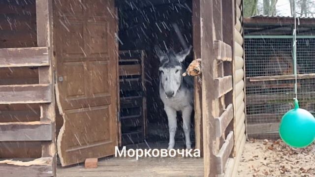 Жирный кролик, павлин и ослица Камилла. Зоопарк на Елагином