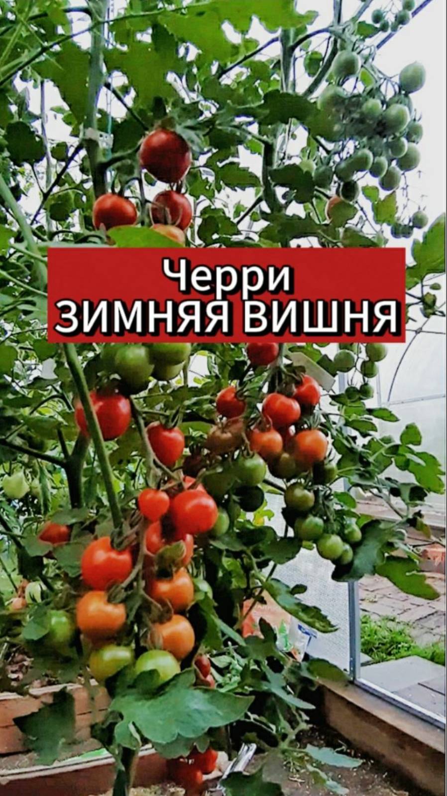 Кто созрел первым? Иркутская область. #shorts #томаты