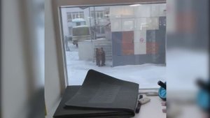Медведь гуляет по Перми