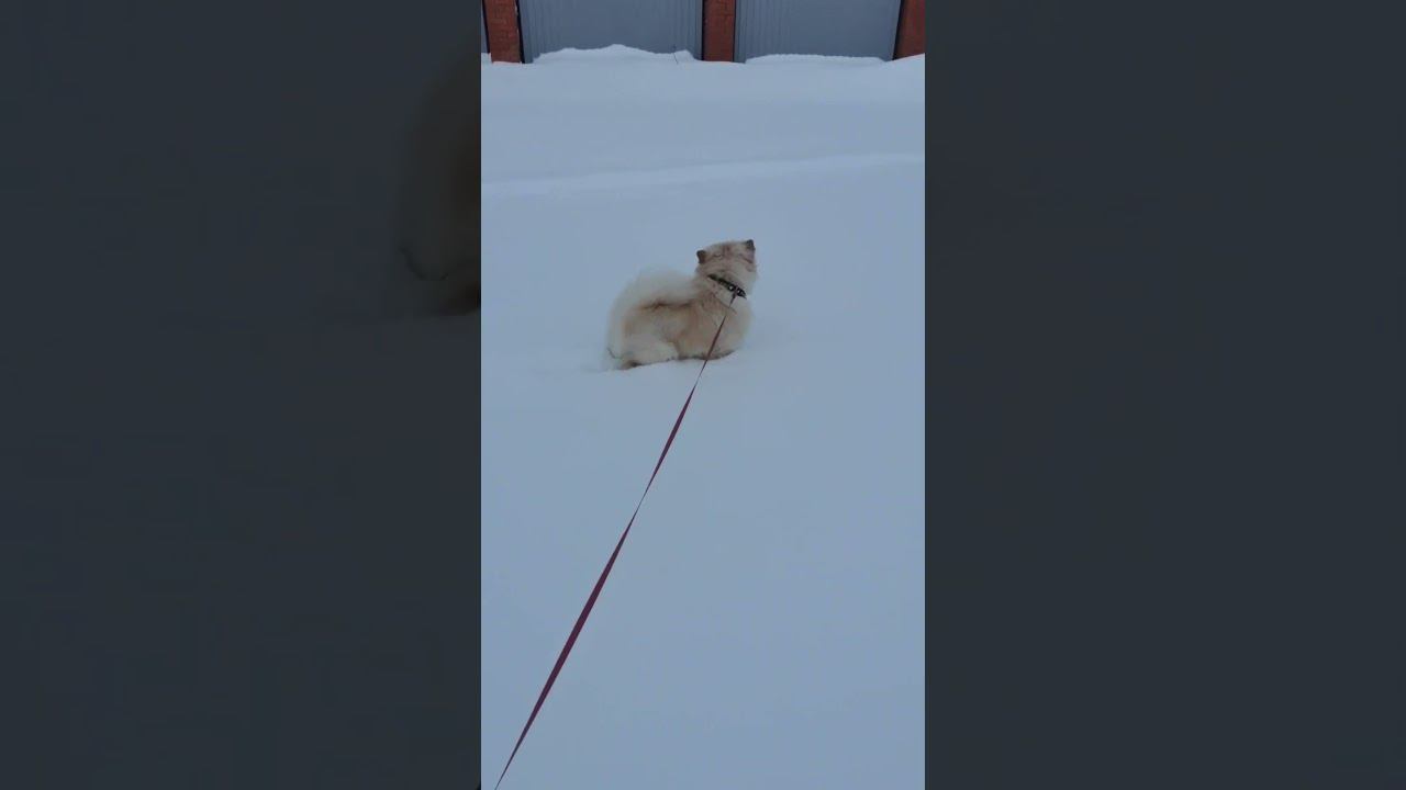 Чау Чау