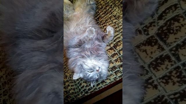 Снится коту сон