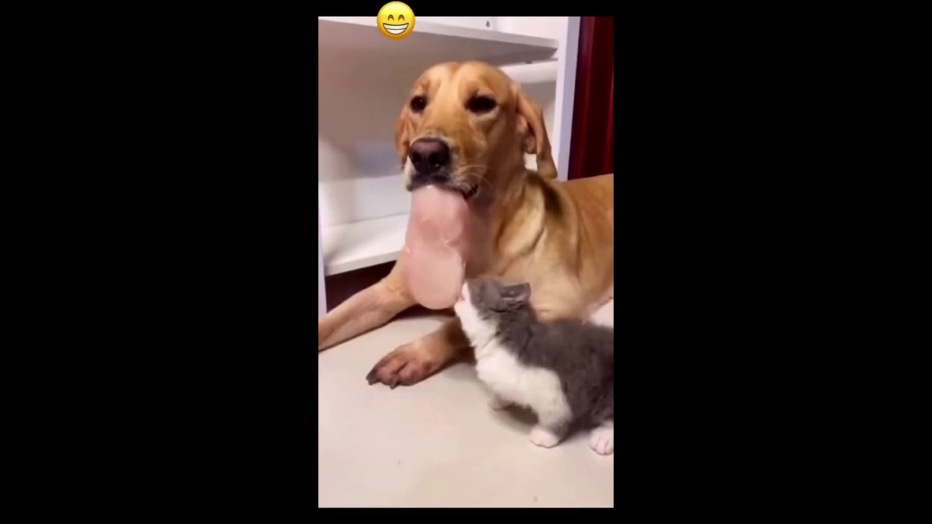 Котёнок отобрал у собаки еду?