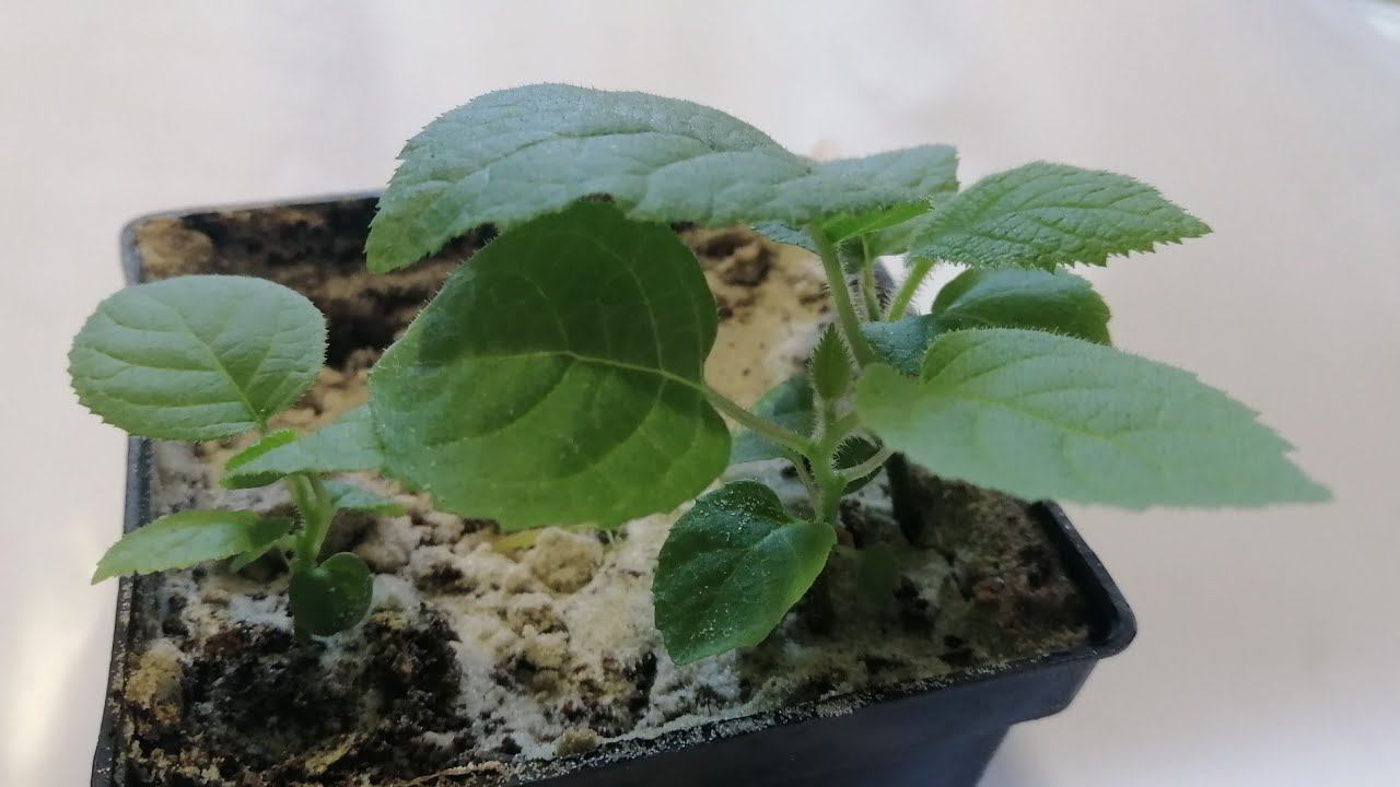 Как вырастить киви Gold из семян?