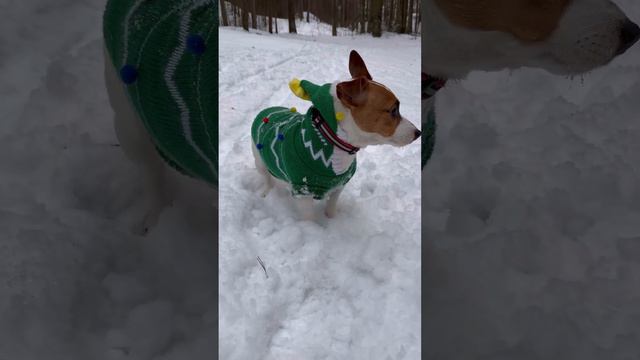 Френки на прогулке в лесу 🎄 #cutedog #dog #funnydogs #джекрасселтерьер #рассел #puppy