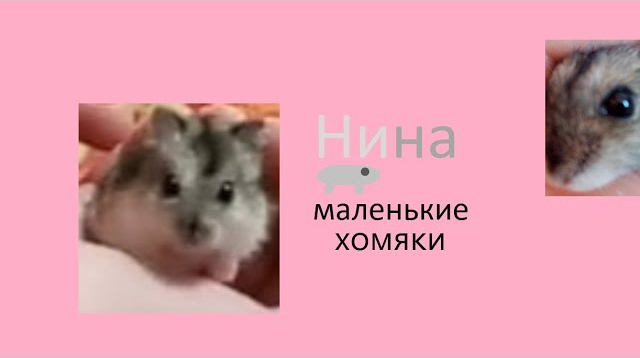 Нина маленькие хомяки