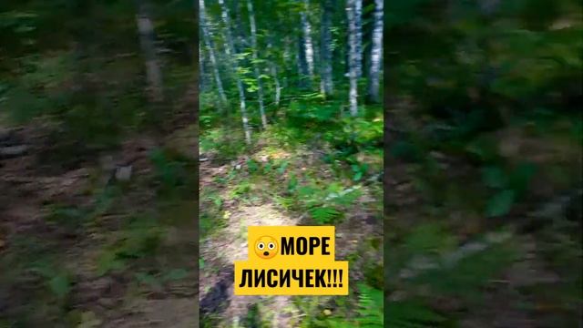 МОРЕ ЛИСИЧЕК!!! Грибы 2022! #грибы #вася #тихая_охота
