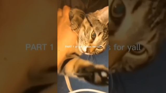 50 оттенков кошачьих звуков