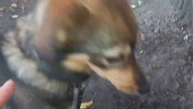 ❗ПРОГУЛКИ С ПРОФИ ПО ГРИБЫ?