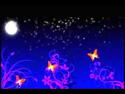 Футаж бабочки