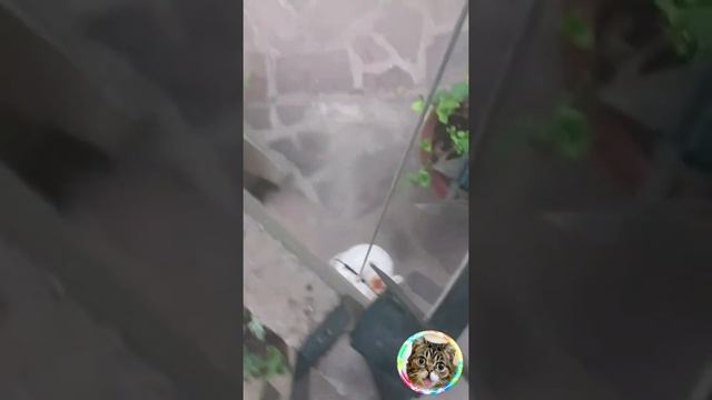 funny moments, cute animals - cat videos, Funny cat video
