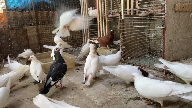 Бакинский голуби ?️ старопородные