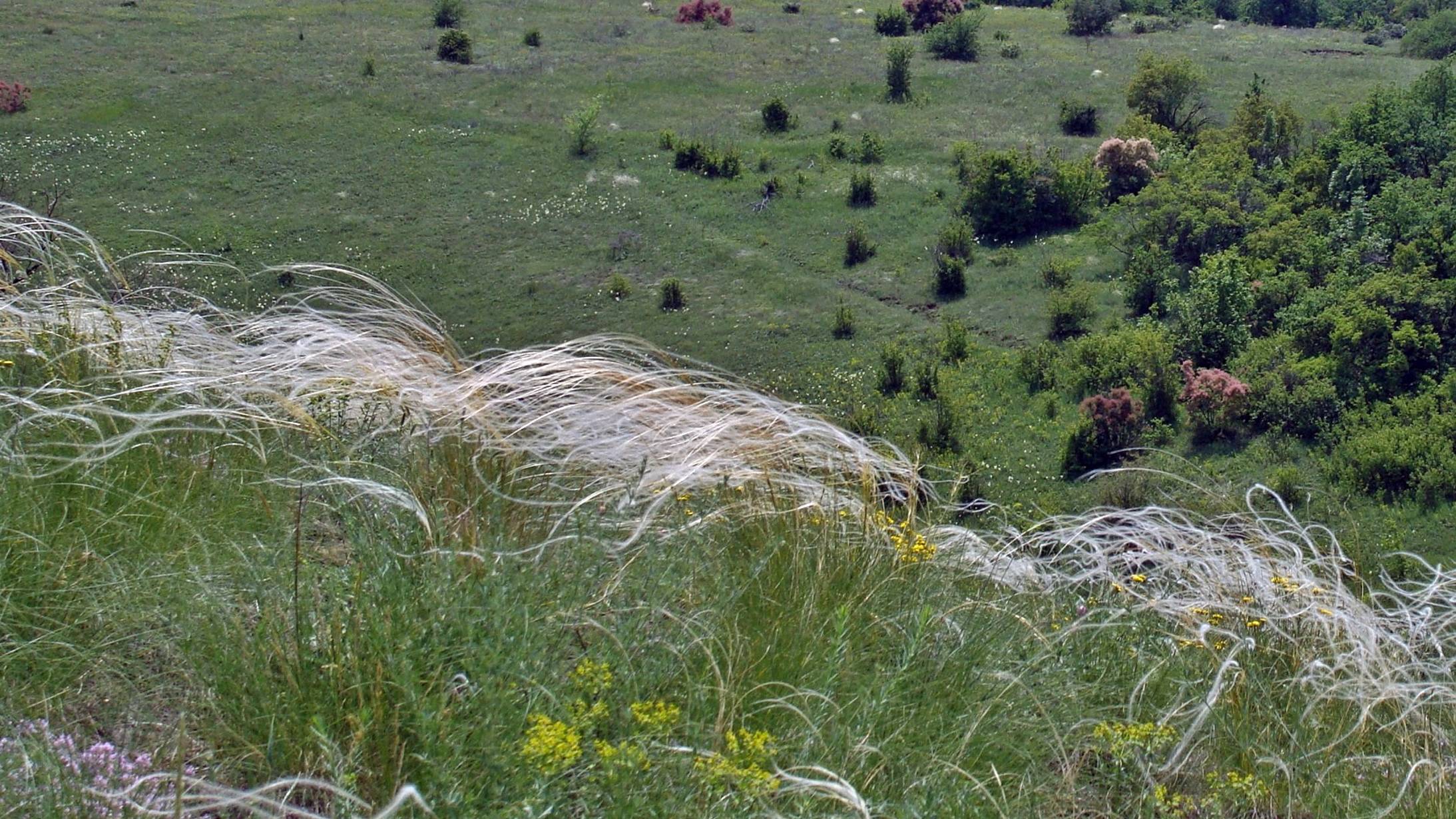 СТЕПЬ