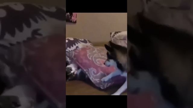 Funny animals 22#Shorts