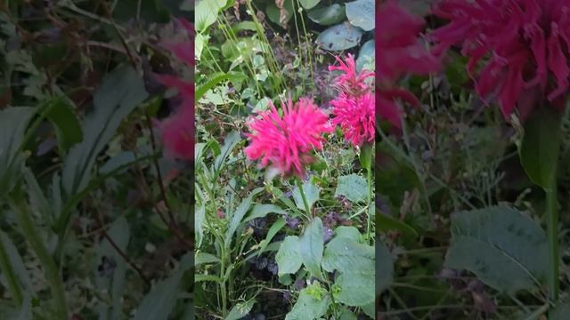 Минутка с цветами. Красивое