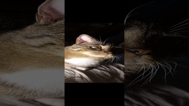 котанутые