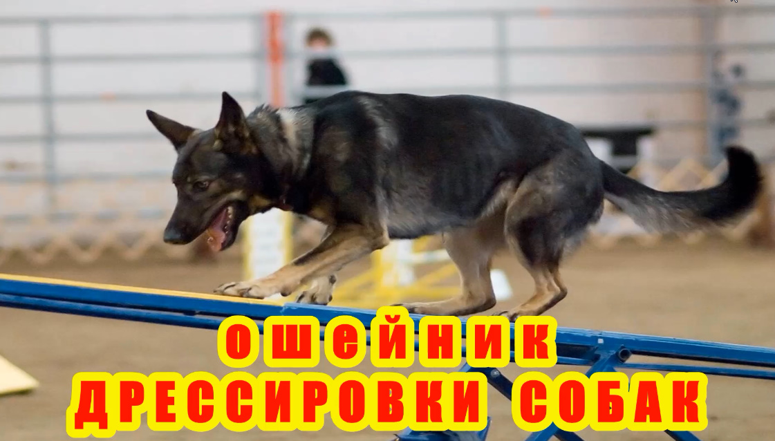 купили СОБАКУ ???