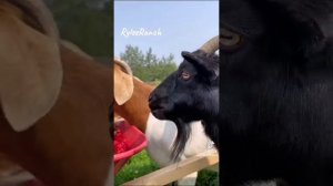 козлы и клубника