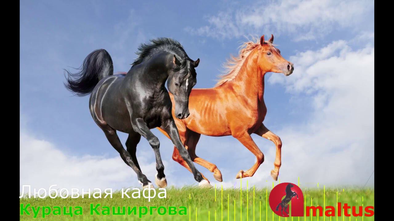 Кураца Каширгова - Любовная кафа